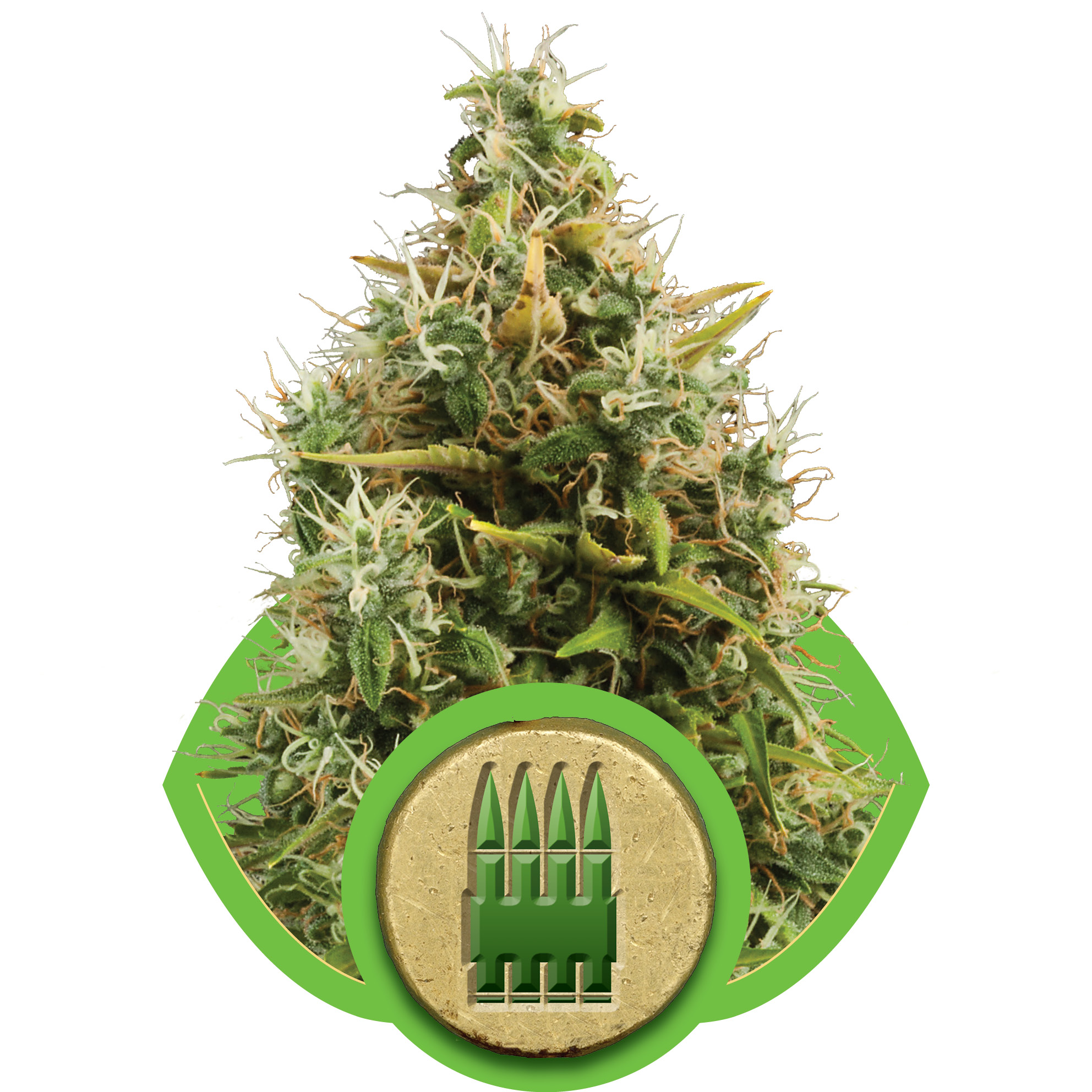 Buy Royal Ak Auto Feminized Seeds By Royal Queen Seeds In America