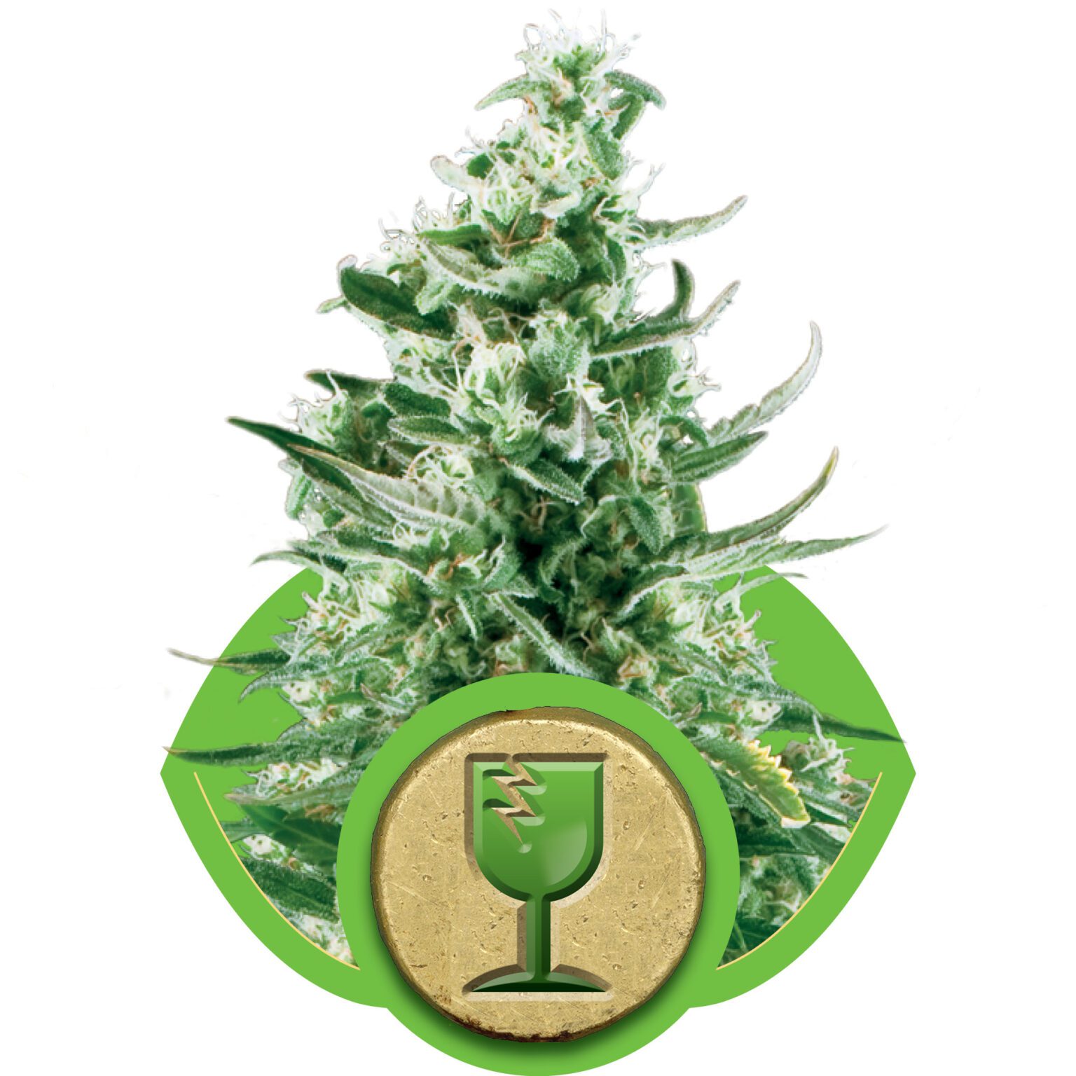 Buy Royal Critical Auto Feminized Seeds By Royal Queen Seeds In America