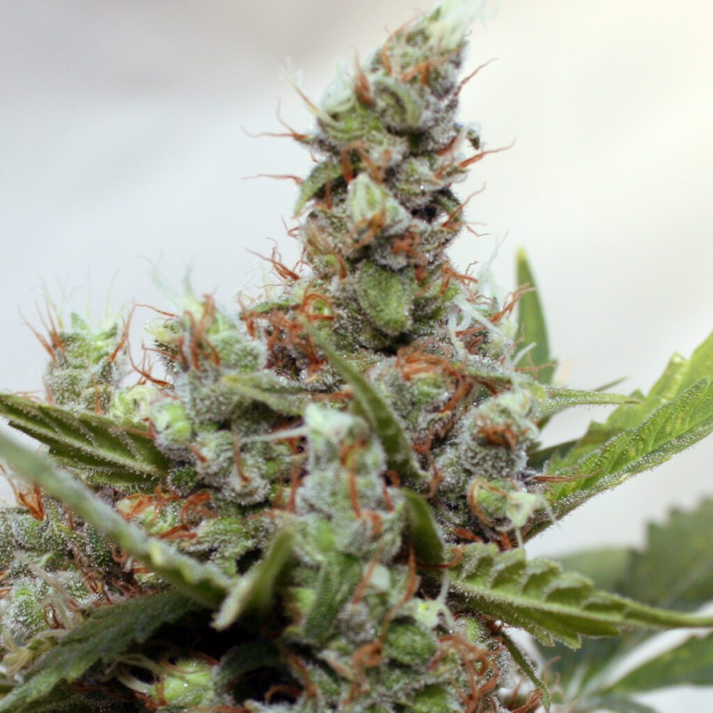Buy Blue Shark CBD Feminized Seeds by Barney's Farm in America ...