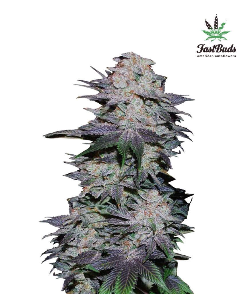 Buy Blackberry Auto Feminized Seeds by FastBuds in America - Stellar Seeds