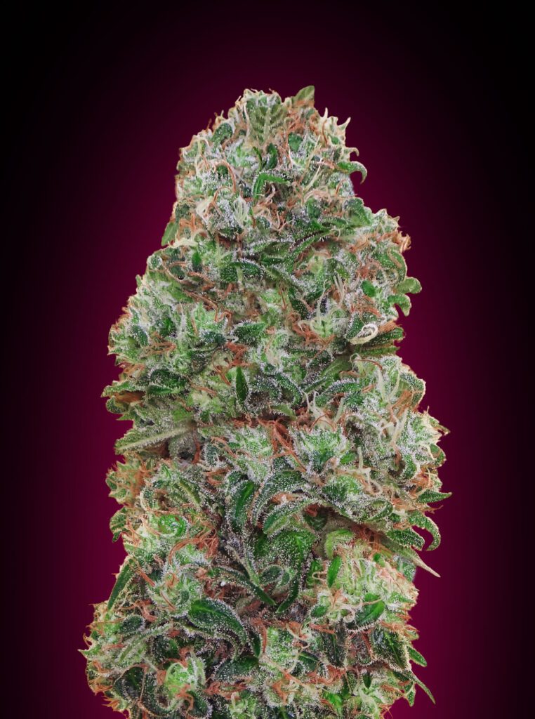 Buy Bubble Gum Feminized Seeds by 00 Seeds in America - Stellar Seeds