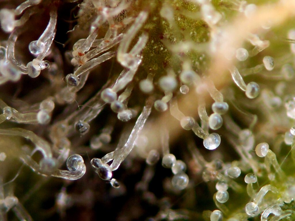 Buy C99 x Blueberry FAST Feminized Seeds by Seedsman in America - Stellar Seeds