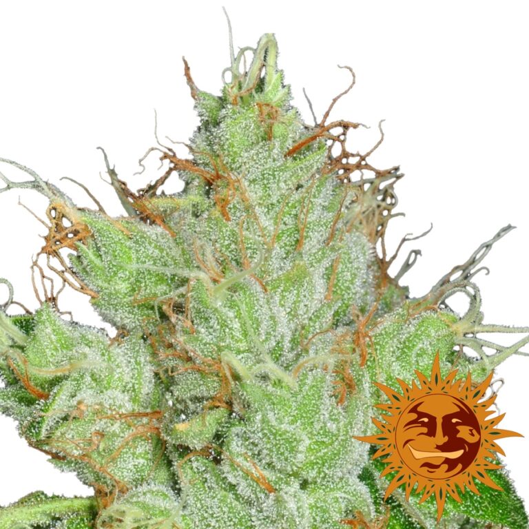 Buy G13 Haze Regular Seeds by Barney's Farm in America - Stellar Seeds