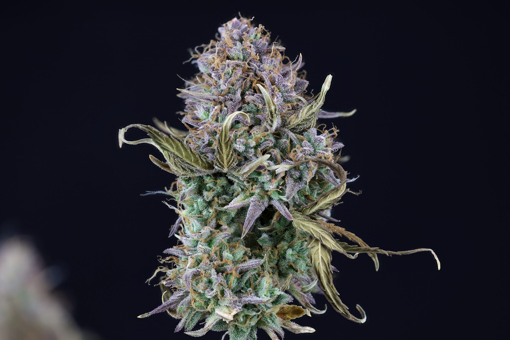 Buy OG Kush Auto Feminized Seeds by Seedsman in America - Stellar Seeds