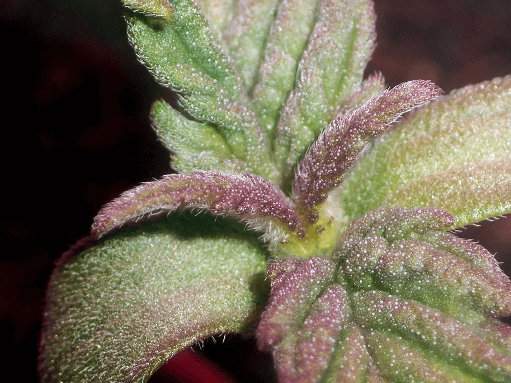 Buy Purple Ghost Candy Feminized Seeds by Seedsman in America - Stellar ...