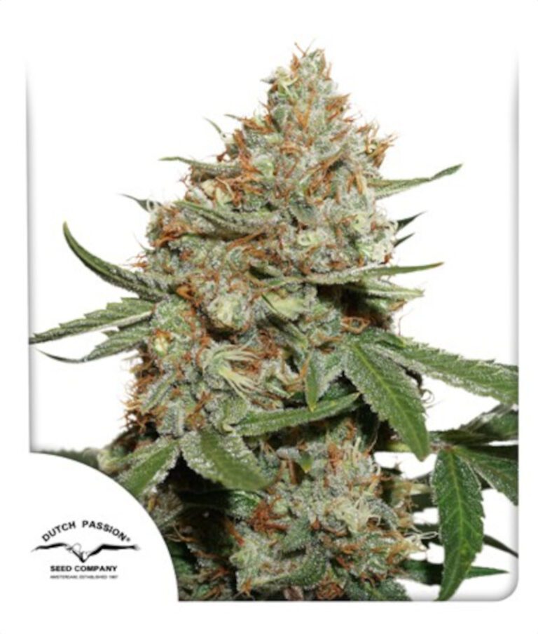 Buy Skunk 11 Feminized Seeds By Dutch Passion In America Stellar Seeds