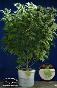 Buy Skunk #1 Regular Seeds by Dutch Passion in America - Stellar Seeds