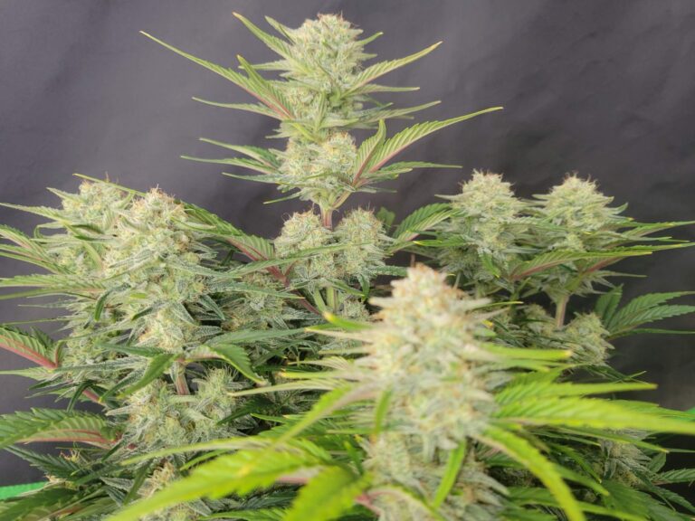Buy Apricot Auto Feminized Seeds by FastBuds in America - Stellar Seeds