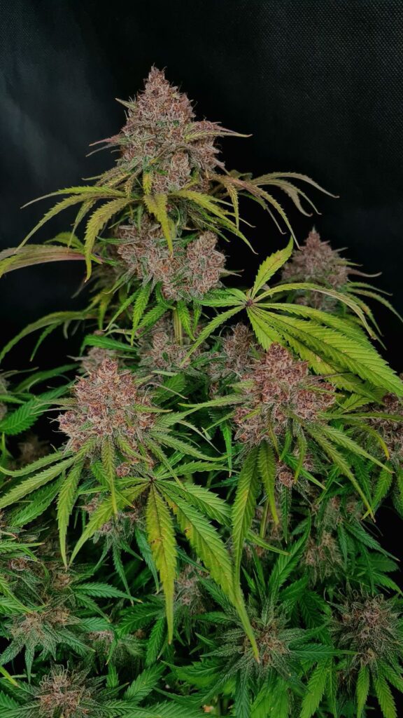 Buy Gorilla Punch Auto Feminized Seeds by FastBuds in America - Stellar ...