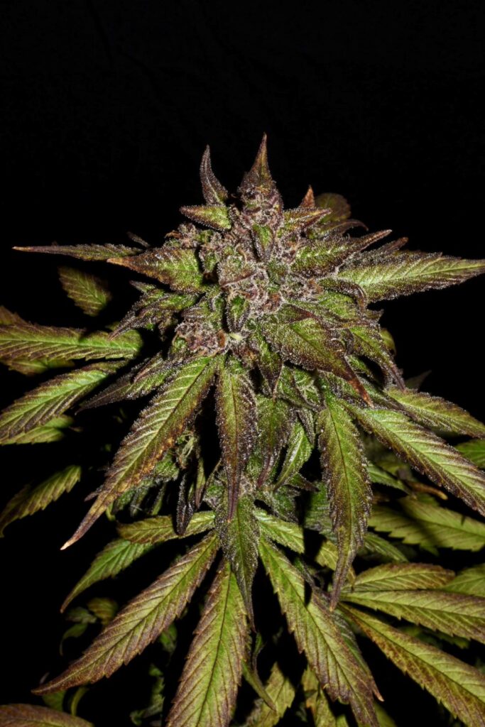 Buy Smoothie Auto Feminized Seeds by FastBuds in America - Stellar Seeds