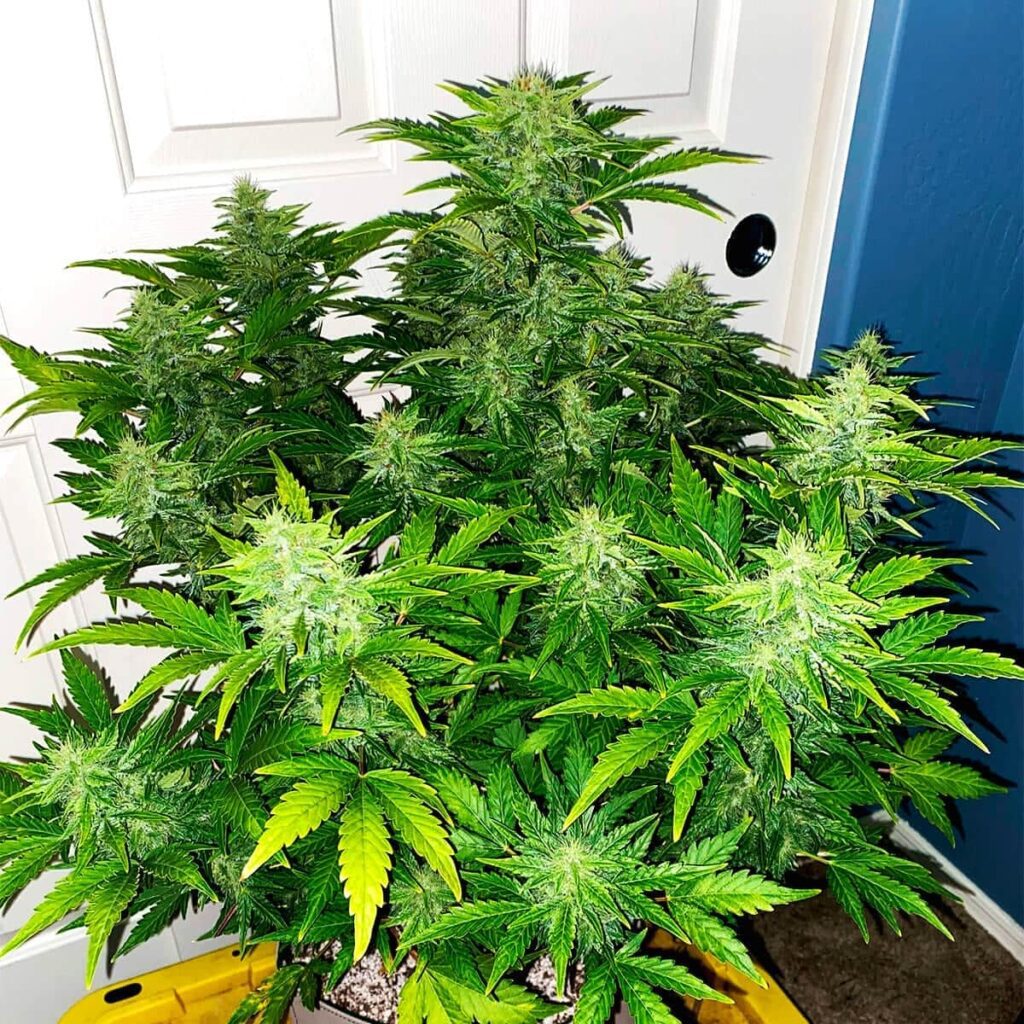 Buy Original Russian Auto Feminized Seeds by FastBuds in America ...