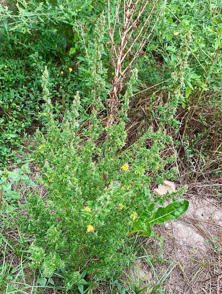 Buy Feral Fuel ABC Regular Seeds by TerpyZ Mutant Genetics in America ...