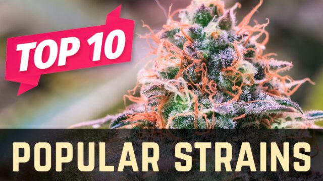 Top 10 Most Popular Weed Strains - Stellar Seeds