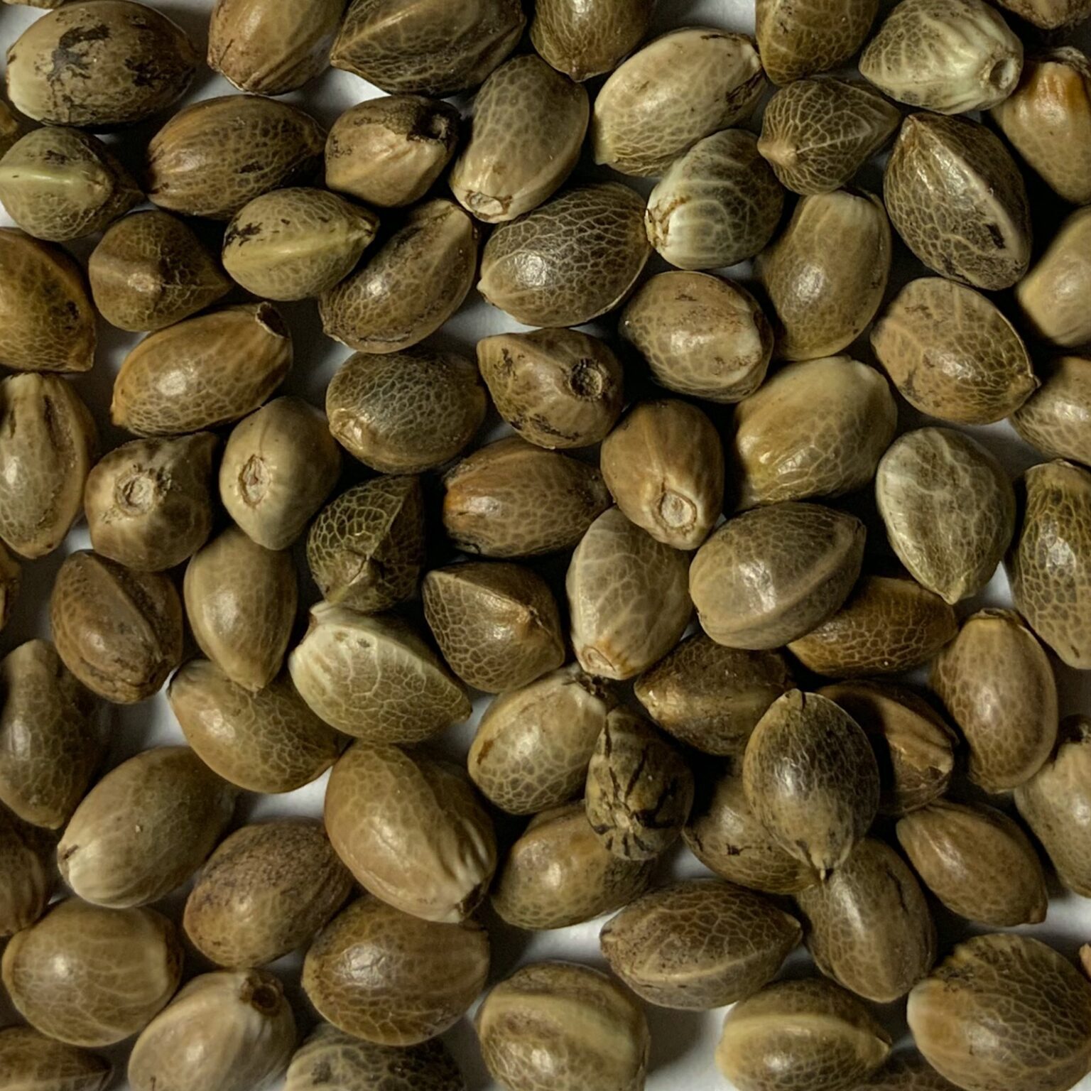 The Real Seed Company Cannabis Seeds For Sale USA - Stellar Seeds