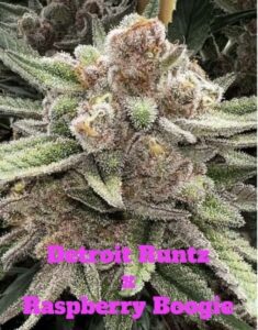 Buy Raspberry Runtz (Detroit Runtz x Raspberry Boogie) Feminized Seeds ...