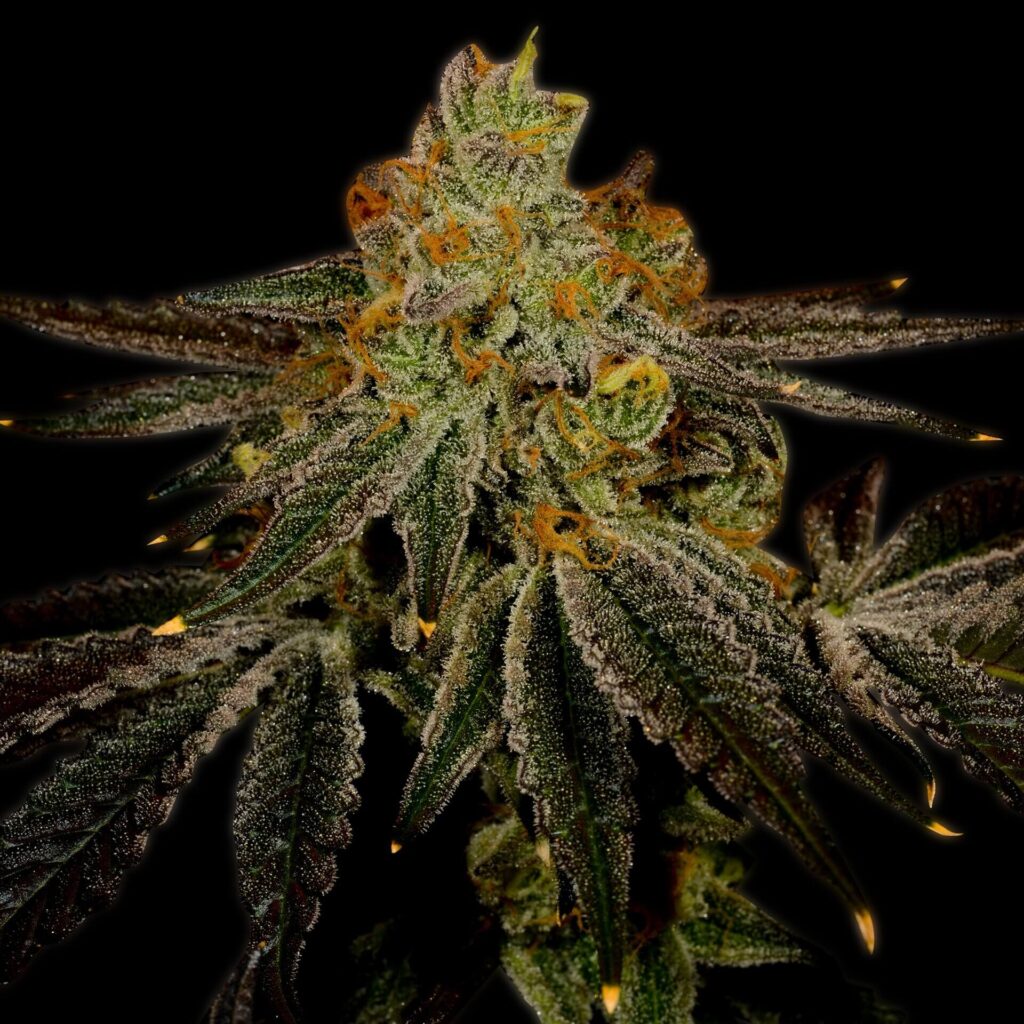 Buy Blueberry Kush Autoflowering Seeds by Premium Cultivars in America ...