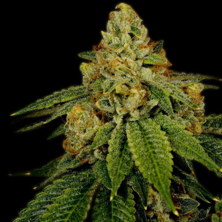 Buy Bruce Banner Feminized Seeds by Premium Cultivars in America ...