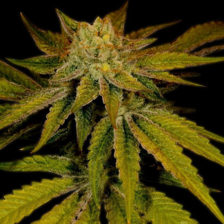 Premium Cultivars Cannabis Seeds For Sale USA - Stellar Seeds