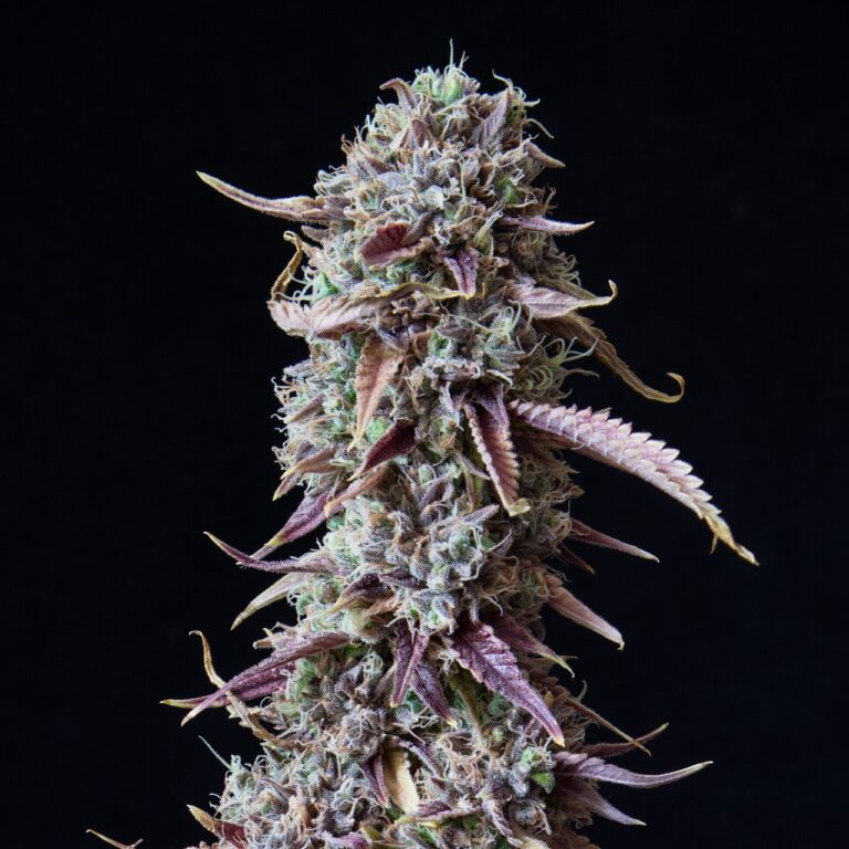 Buy Candyland Feminized Seeds by Premium Cultivars in America - Stellar ...