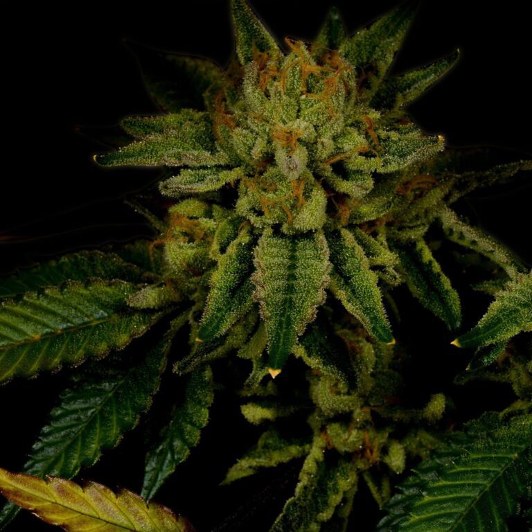 Buy GG4 Autoflowering Seeds by Premium Cultivars in America - Stellar Seeds