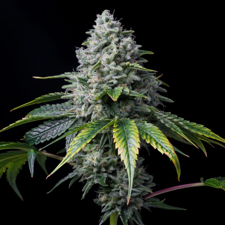 Buy Golden Goat Feminized Seeds by Premium Cultivars in America ...