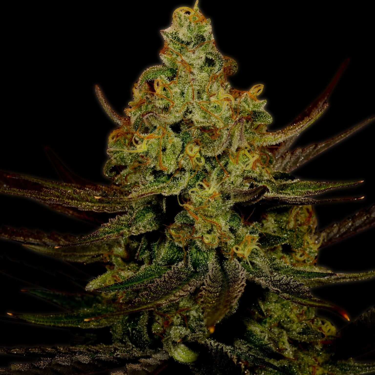 Buy Lemon Kush Feminized Seeds by Premium Cultivars in America ...