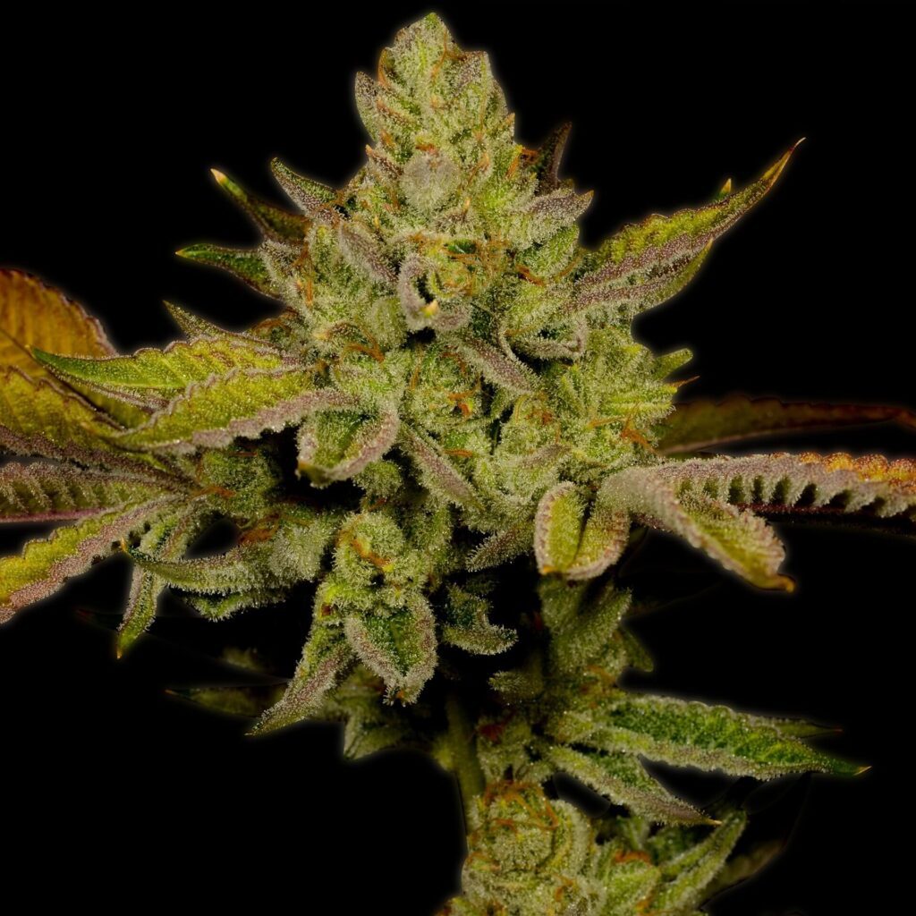 Buy Lemon OG Feminized Seeds by Premium Cultivars in America - Stellar ...