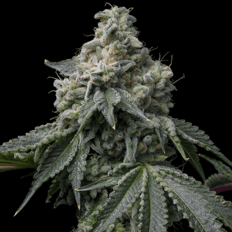 Buy OZ Kush Feminized Seeds by Premium Cultivars in America - Stellar Seeds