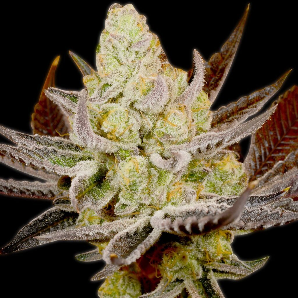 Buy Platinum Kush Feminized Seeds by Premium Cultivars in America - Stellar Seeds