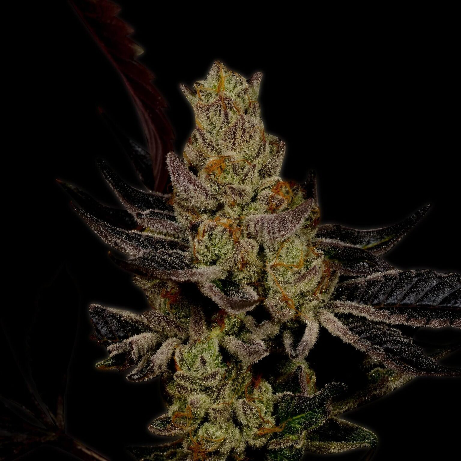 Buy Purple Haze Autoflowering Seeds by Premium Cultivars in America ...