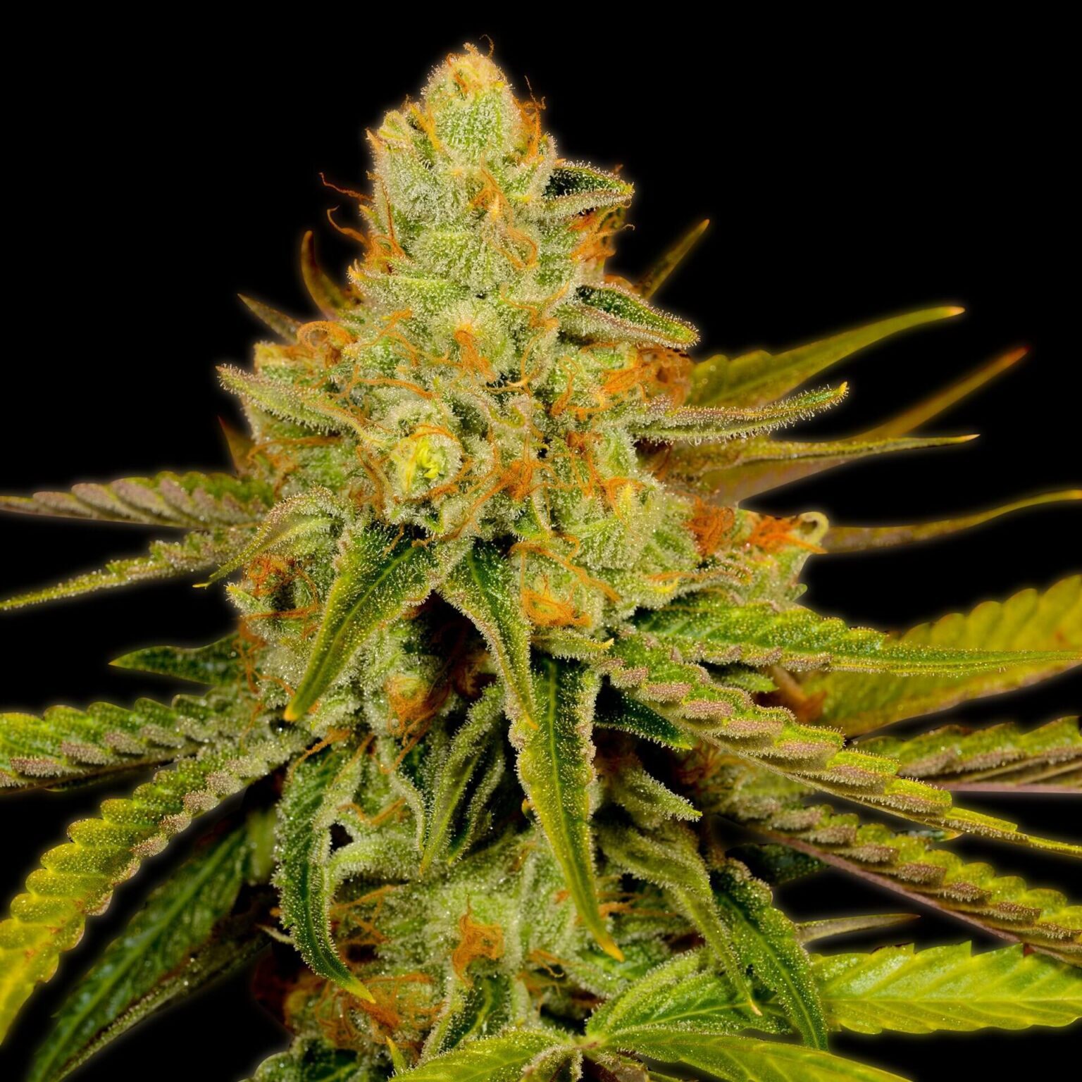 Autoflowering Cannabis Seeds For Sale USA - Stellar Seeds