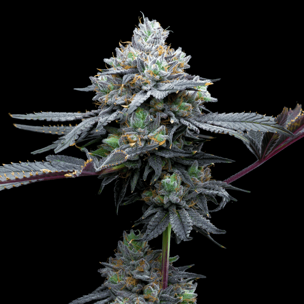 Buy Super Runtz Feminized Seeds by Premium Cultivars in America ...