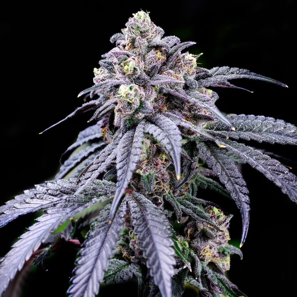 Buy Trufflez Feminized Seeds by Premium Cultivars in America - Stellar ...
