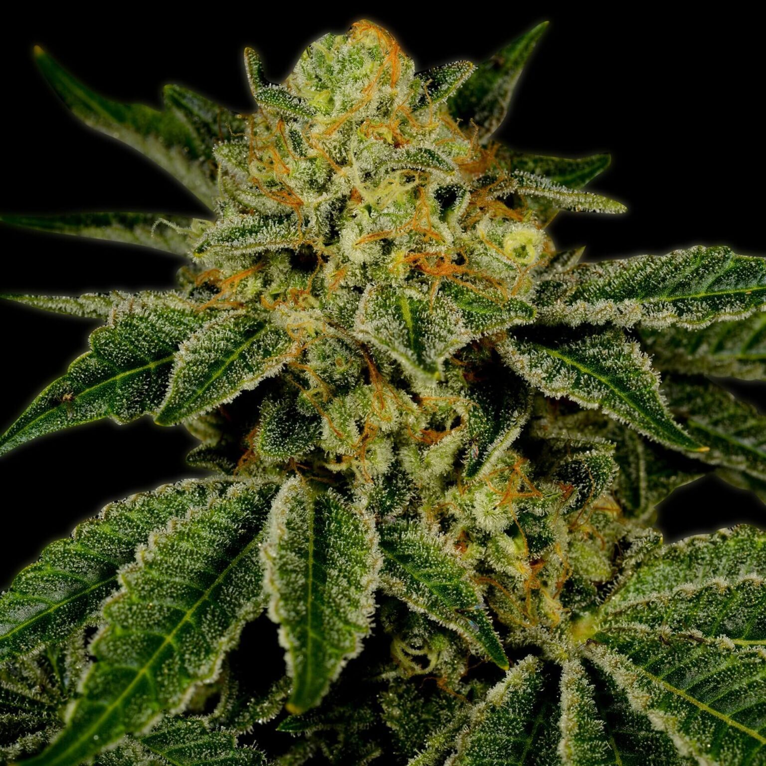 Buy UK Cheese Feminized Seeds by Premium Cultivars in America - Stellar ...