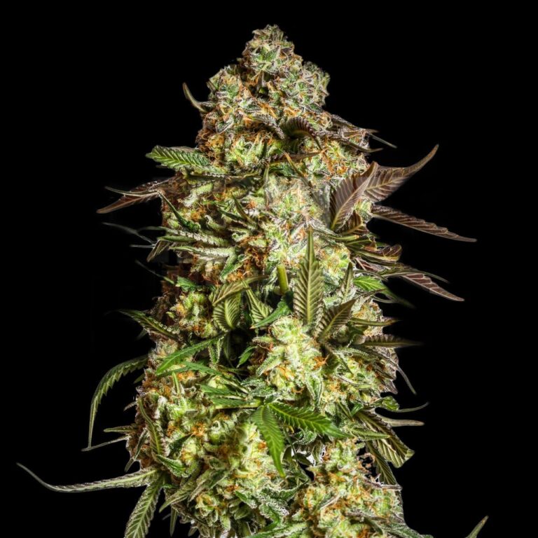 Buy Blue Dream Autoflowering Seeds by Premium Cultivars in America ...
