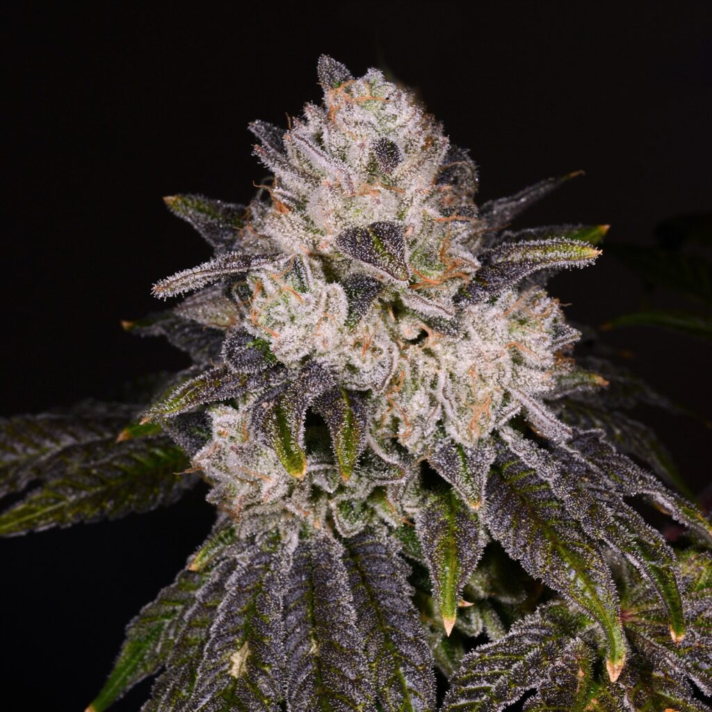 Buy Strawberry Shortcake Feminized Seeds by Premium Cultivars in ...