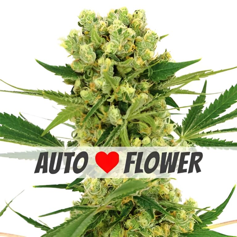 Buy Amnesia Haze Autoflower Seeds by Bergman Genetics in America ...
