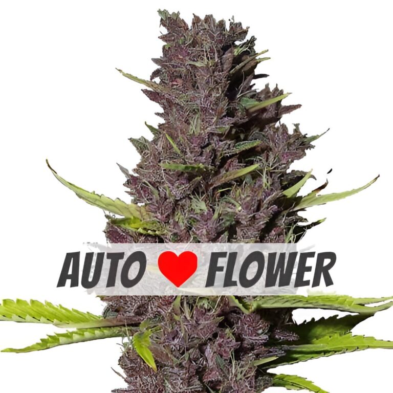 Buy Blue Dream Autoflower Seeds by Bergman Genetics in America ...