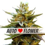 Buy G13 Autoflower Seeds by Bergman Genetics in America - Stellar Seeds