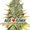 Buy Gold Leaf Autoflower Seeds by Bergman Genetics in America - Stellar ...