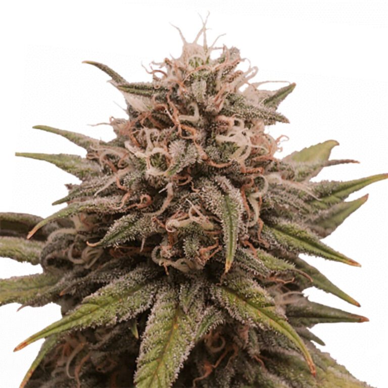 Buy Grape Octane Feminized Seeds by Bergman Genetics in America ...