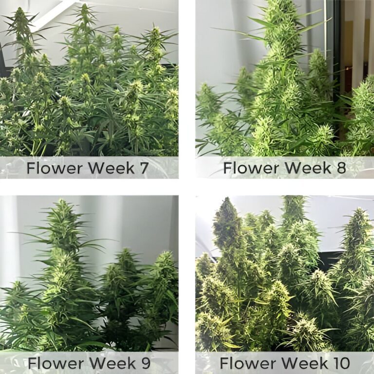 Buy Girl Scout Cookies Extreme Autoflower Seeds by Bergman Genetics in ...