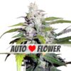 Buy Lowryder Autoflower Seeds by Bergman Genetics in America - Stellar ...