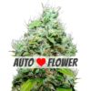 Buy NYC Diesel Autoflower Seeds by Bergman Genetics in America ...