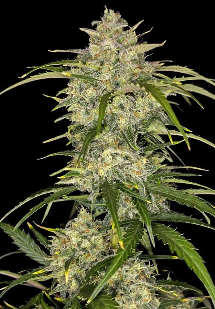 Buy Sour Jealousy Auto Feminized Seeds by Fast Buds in America ...