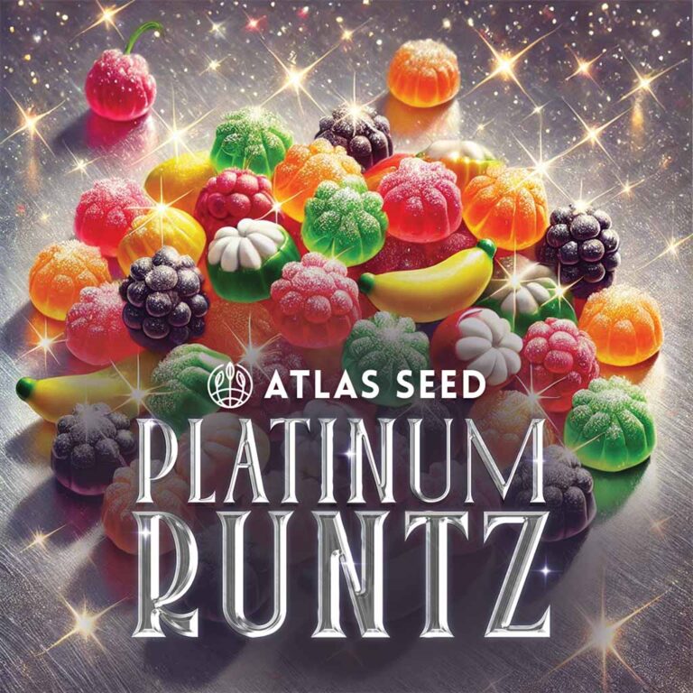 Buy Platinum Runtz Feminized Seeds by Atlas Seed in America - Stellar Seeds