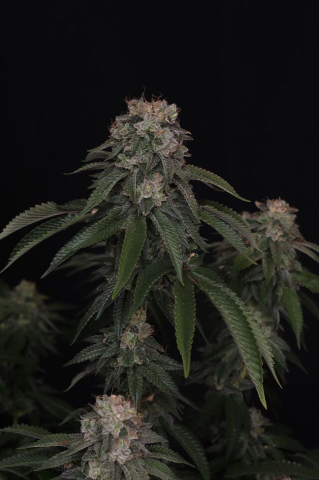 Buy GG4 Feminized Seeds by FastBuds in America - Stellar Seeds