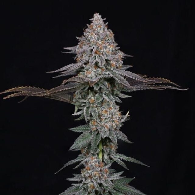 Buy Pink Certz Feminized Seeds by Compound Genetics in America ...