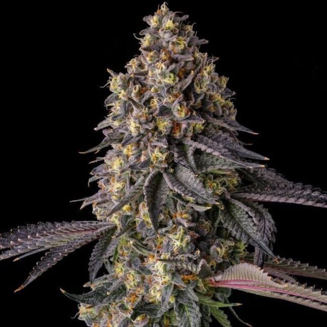 Buy Khumamotoz Feminized Seeds by Compound Genetics in America ...