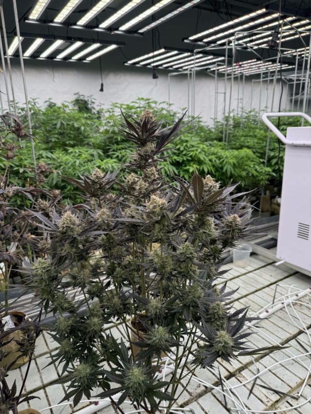 Buy Guava RF3 Auto Feminized Seeds by FastBuds in America - Stellar Seeds